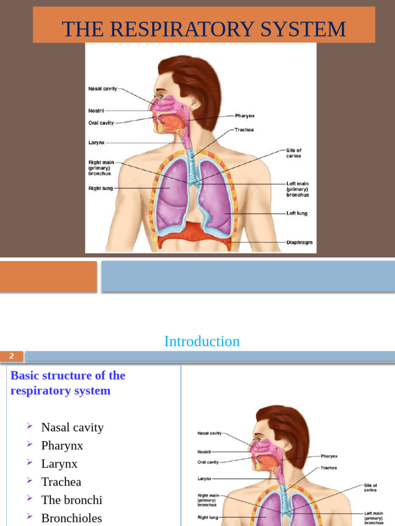 respiratory system | PDF