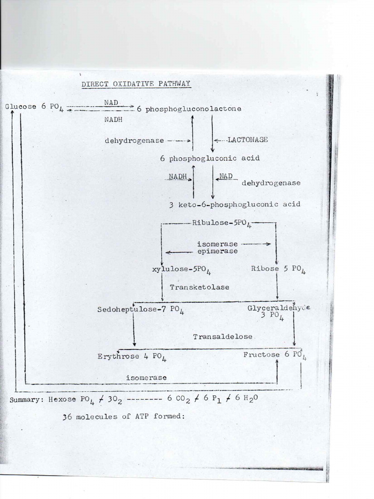 Direct-Oxidative-Pathway-2 | PDF