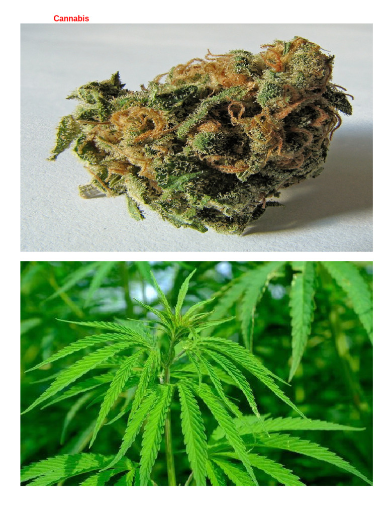 Cannabis | PDF