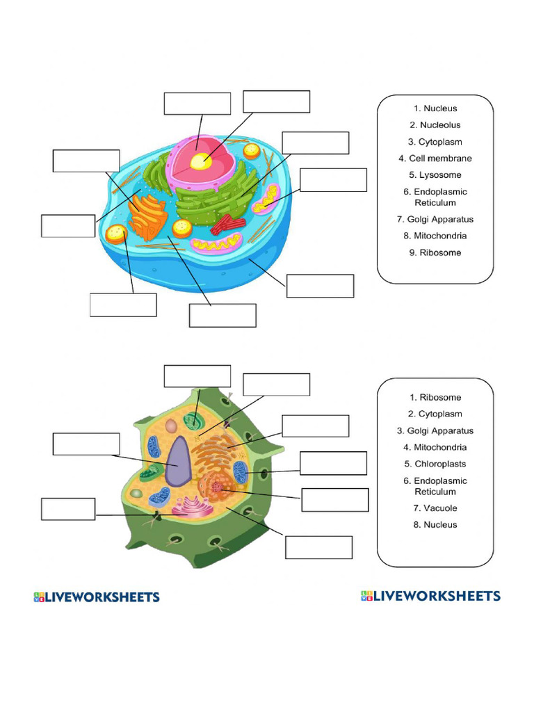 G6 Wk 5a Parts of cells | PDF