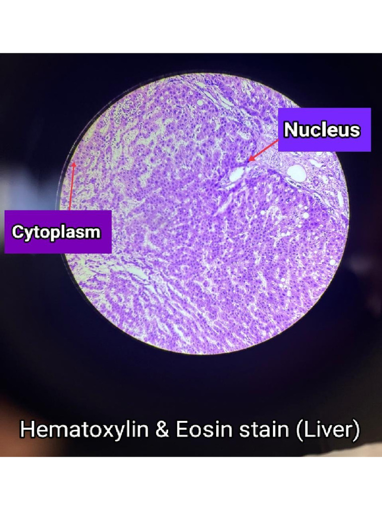 Patho p4 (Staining) | PDF