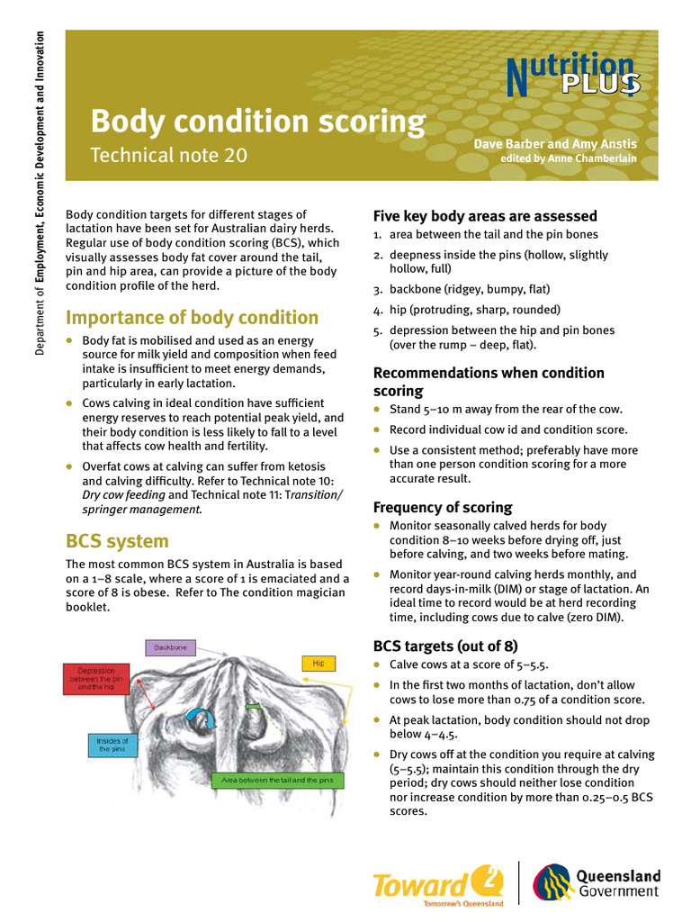 20body Condition | PDF