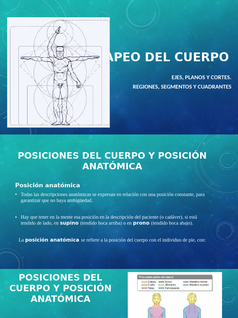 Ubicación de Un Cuerpo en El Espacio | PDF | Términos anatómicos de ubicación | Estudios de ...