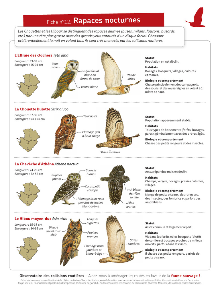 Fiche 12 Rapaces Nocturnes | PDF
