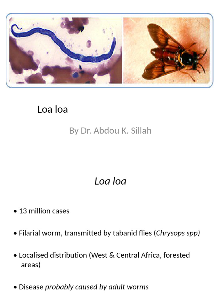 L22 Loaloa | PDF