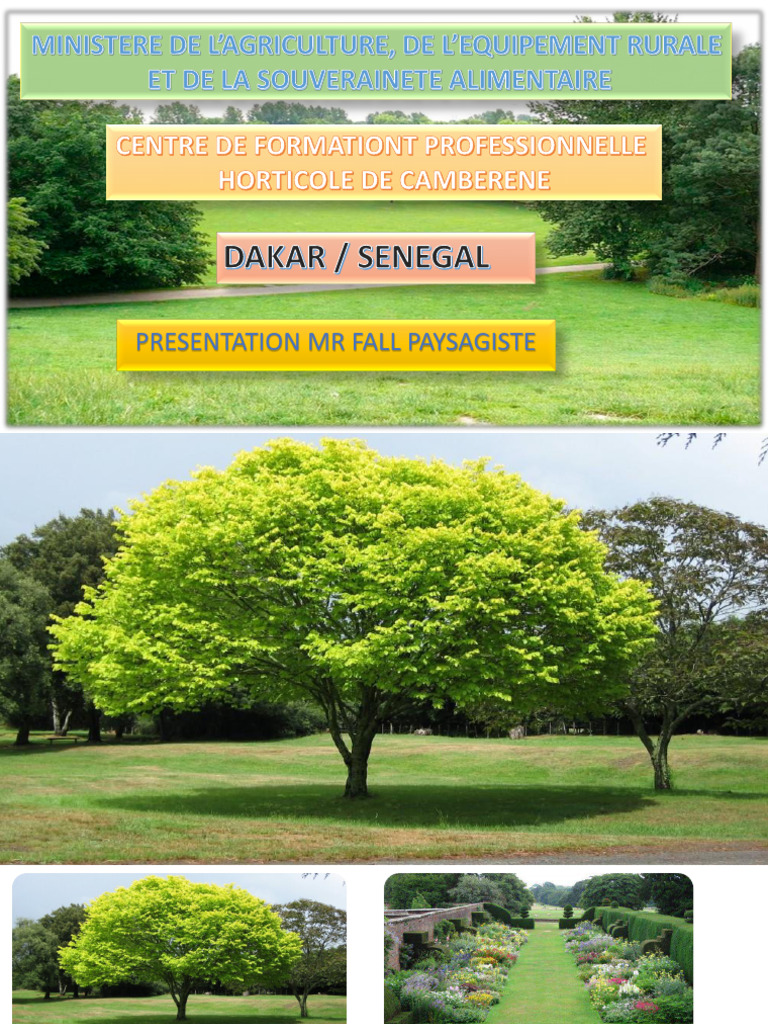 importance de l'arbre | PDF