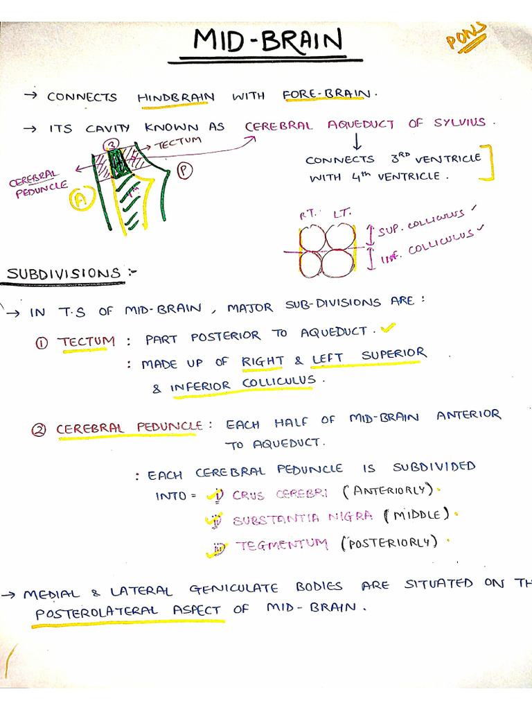 Mid Brain | PDF