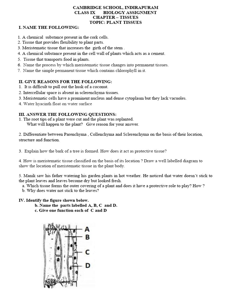 Assignment PLANT TISSUES | PDF