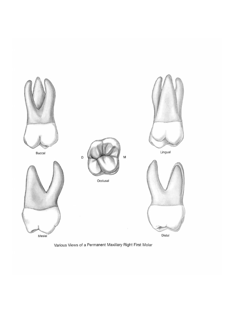 4.15 Drawing Max 1st Molar | PDF