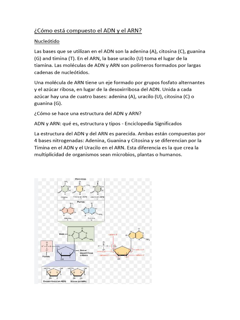 Cómo Está Compuesto El ADN y El ARN | PDF