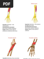 Triangulos de La Región Escapular | PDF