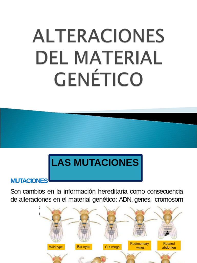 Mutaciones | PDF