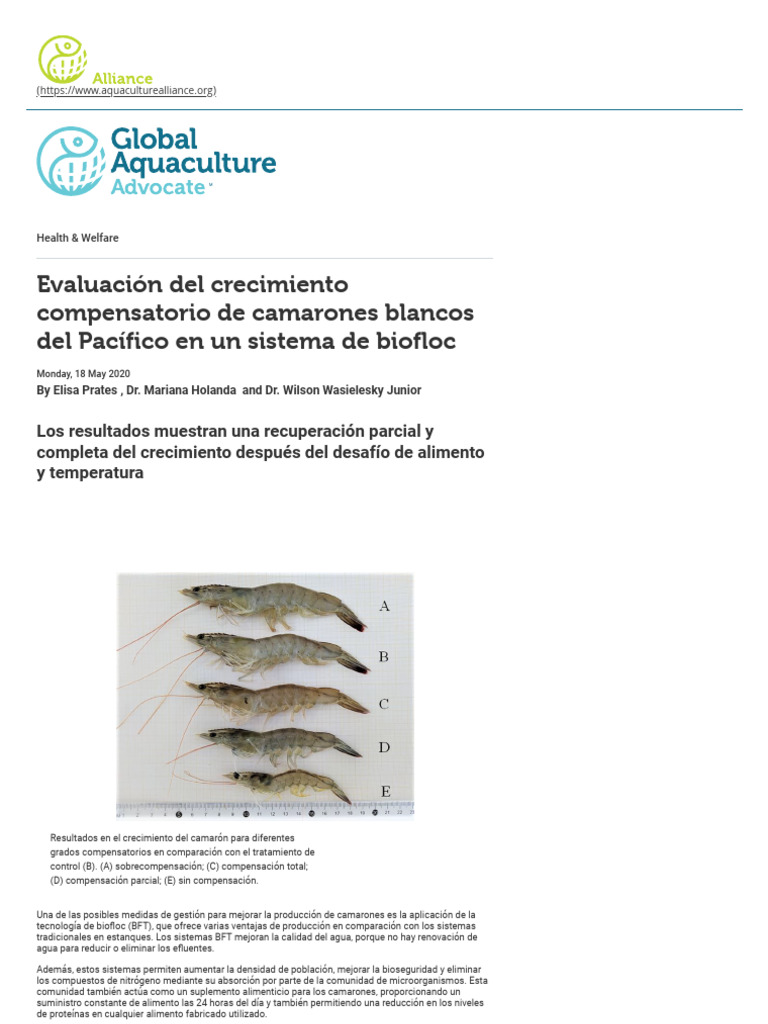 Evaluación Del Crecimiento Compensatorio de Camarones Blancos Del ...