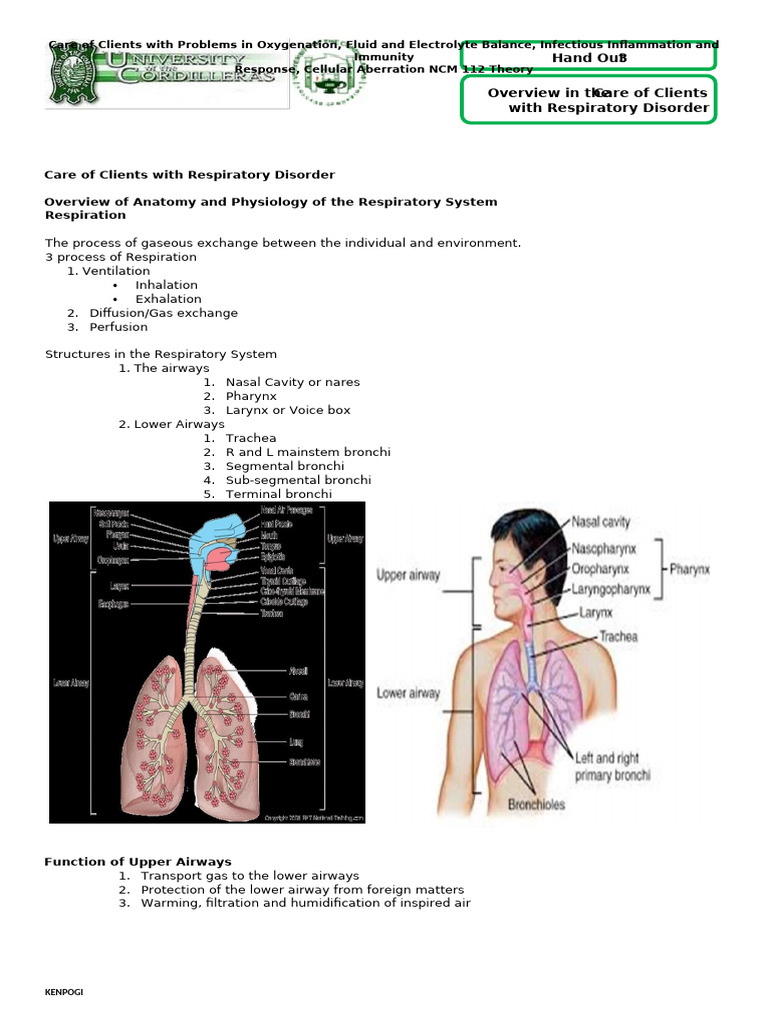 Hand Out 3 Respiratory System Overview - 1546959472 | PDF