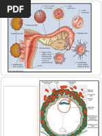 Third Week of Development: Trilaminar Germ Disc | PDF | Anatomy ...