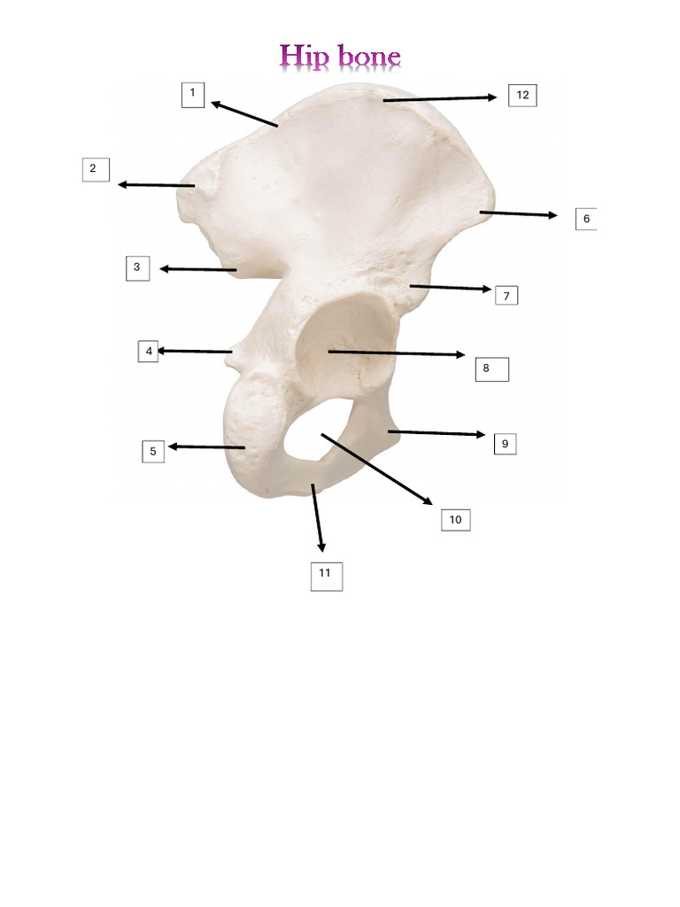 hip bone (2) (1) | PDF