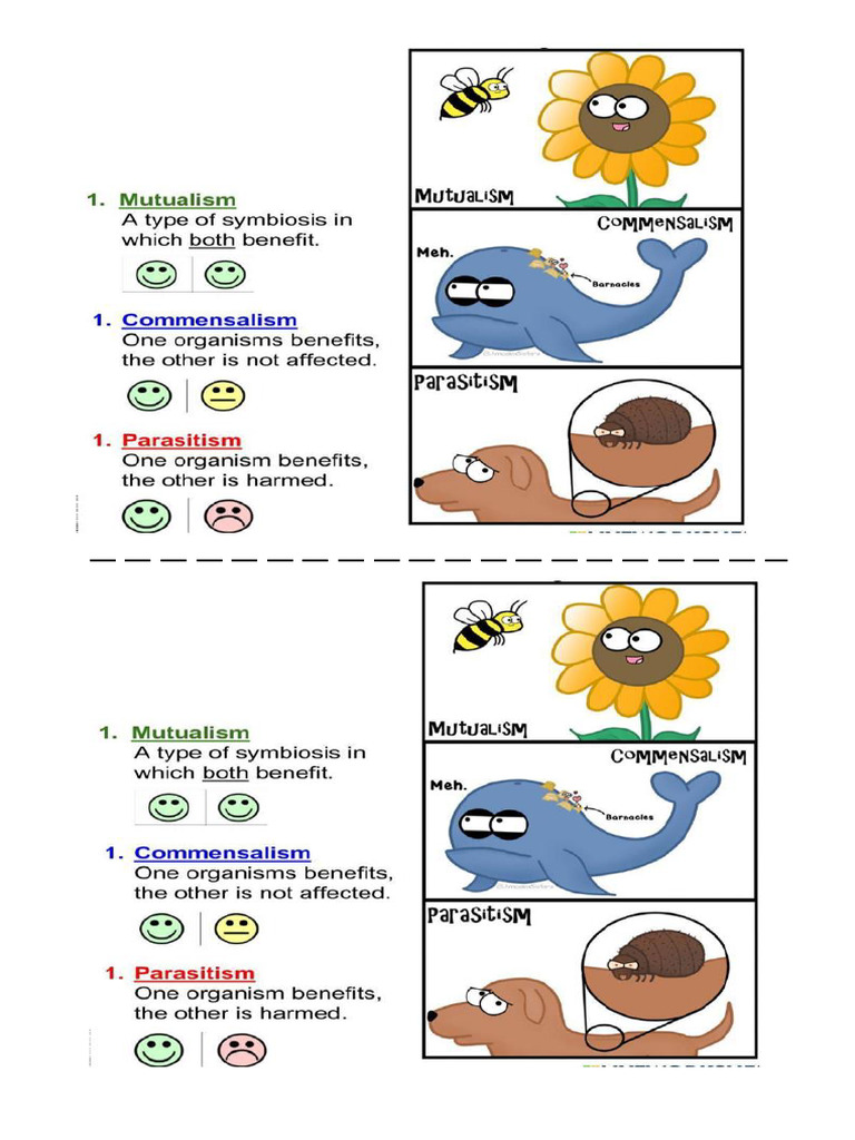 Relationship Among Animals | PDF