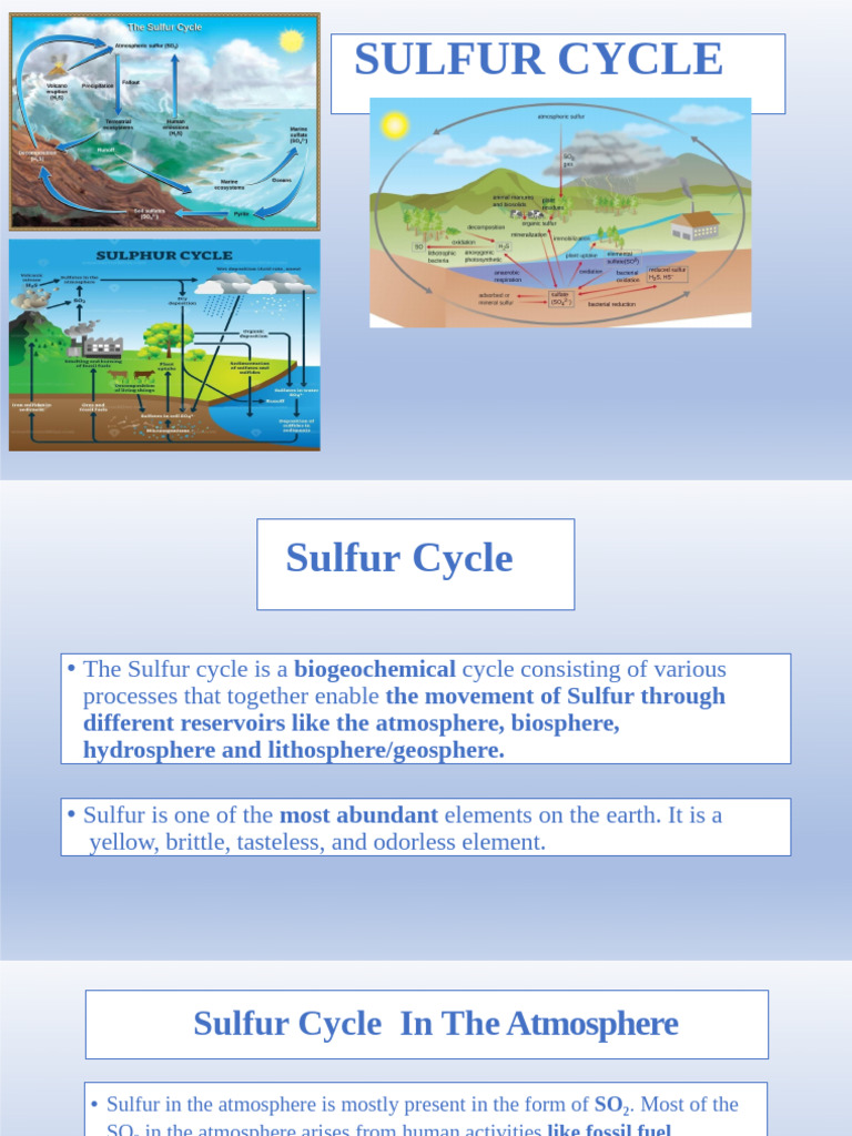 Sulfur Cycle | PDF