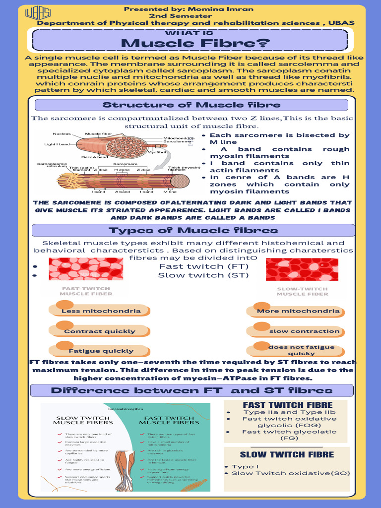 Muscle Fibres and Its Types | PDF