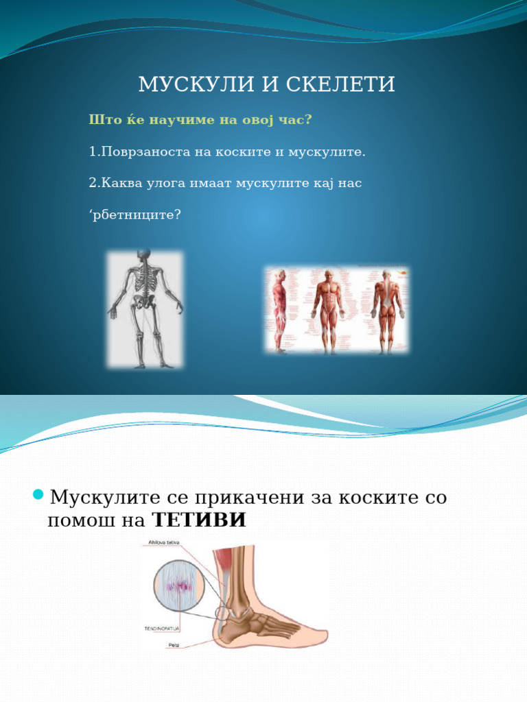 Muskuli I Koski | PDF