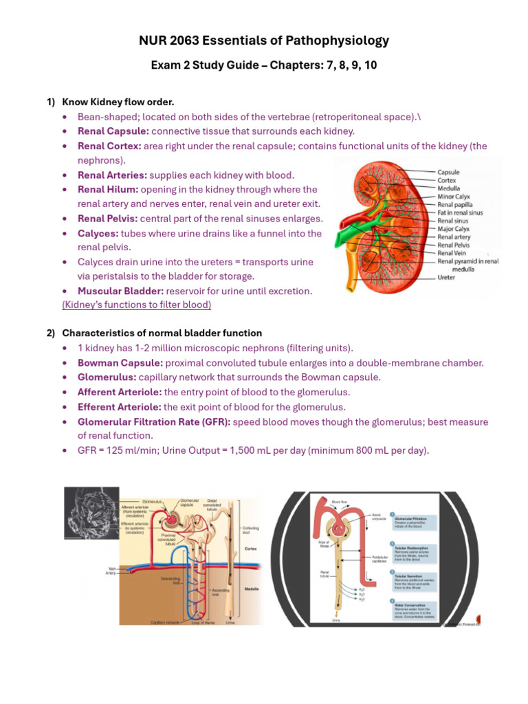 Patho Study Guide Exam2 | PDF