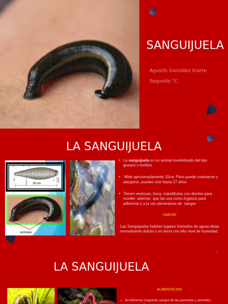 Sanguijuela AGUSTIN GONZALEZ | PDF