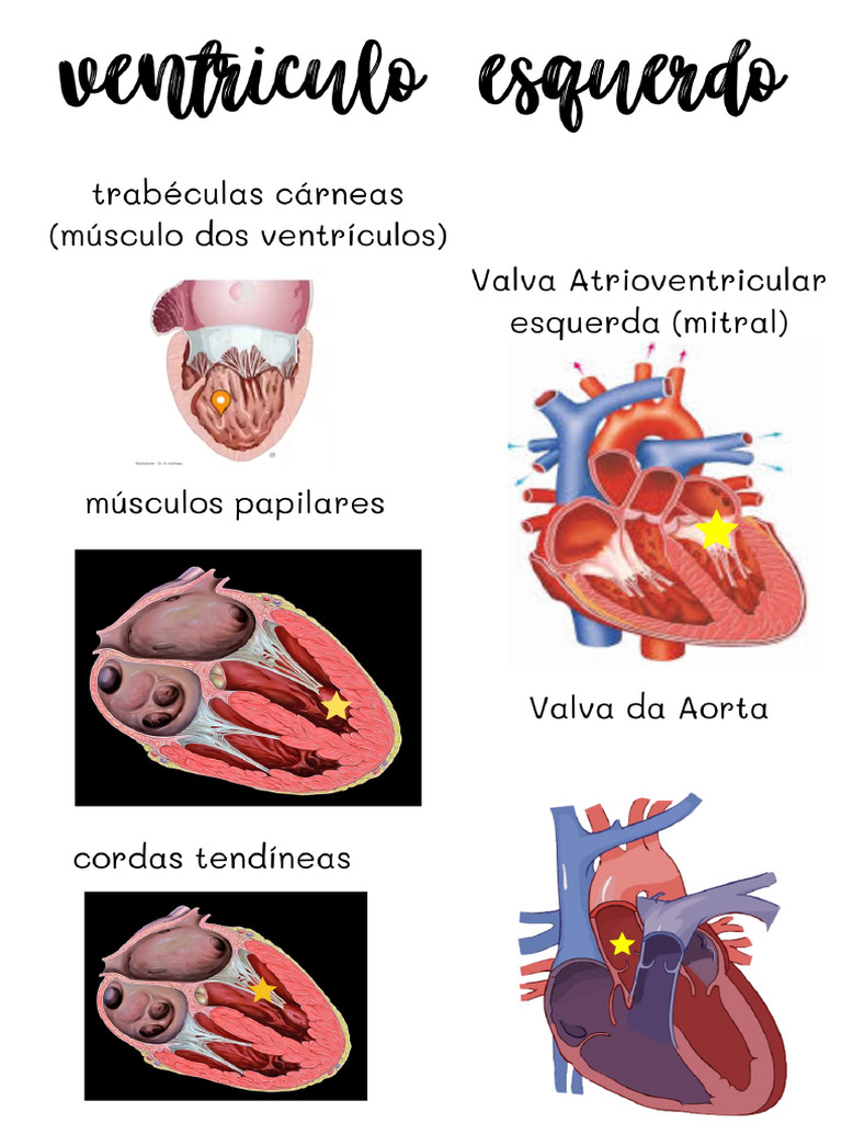 Ventriculo Esquerdo Anatomia | PDF