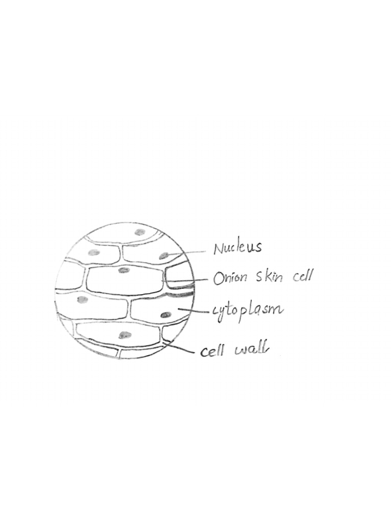 Onion Cell Sketch | PDF