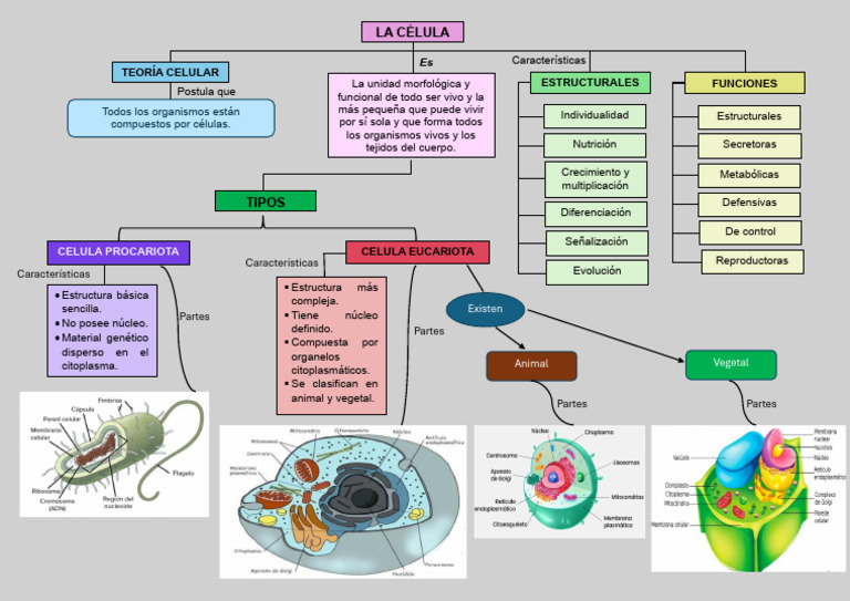 mapa conceptual la celula | PDF