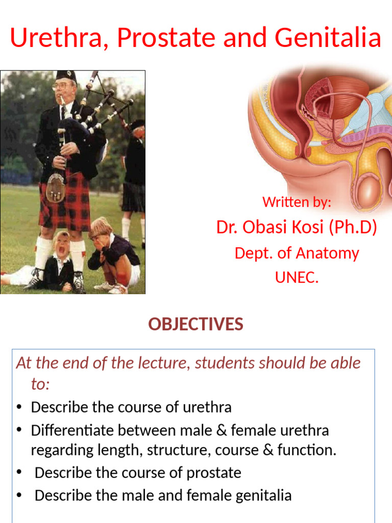 DR Obasi Genitalia, Prostate and Urethra | PDF | Uterus | Prostate