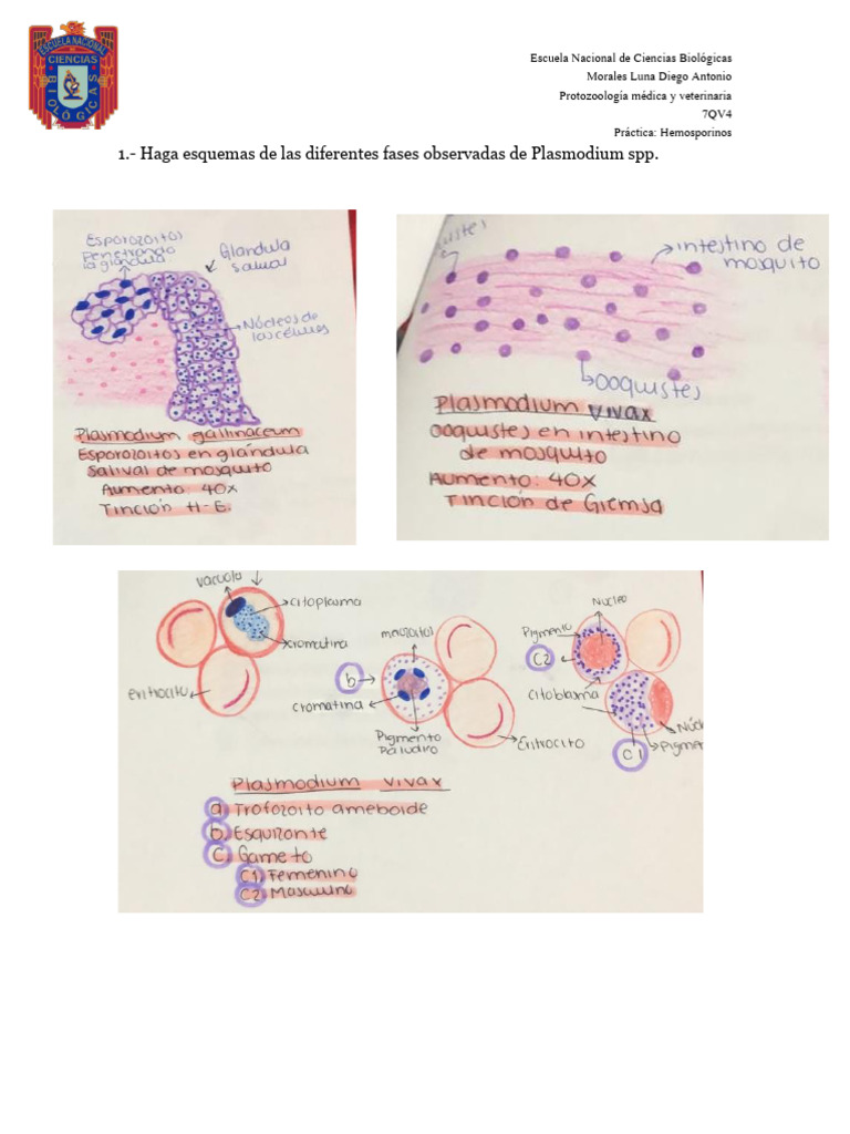Daml Pdf