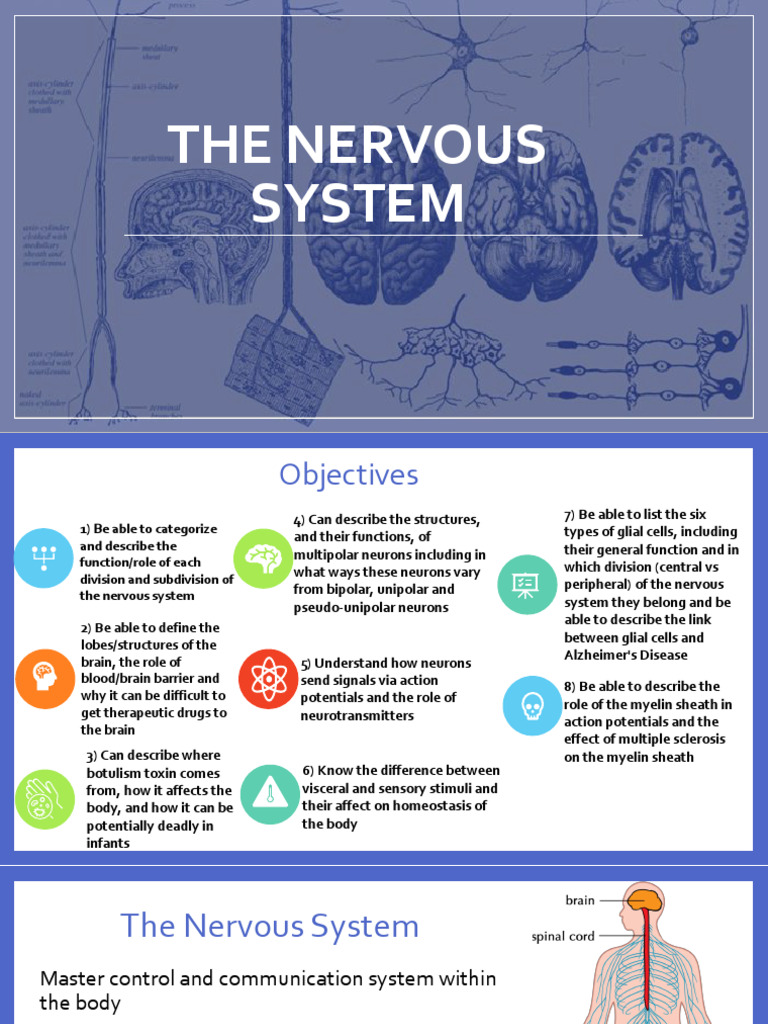 7 The Nervous System Spring 2024 | PDF