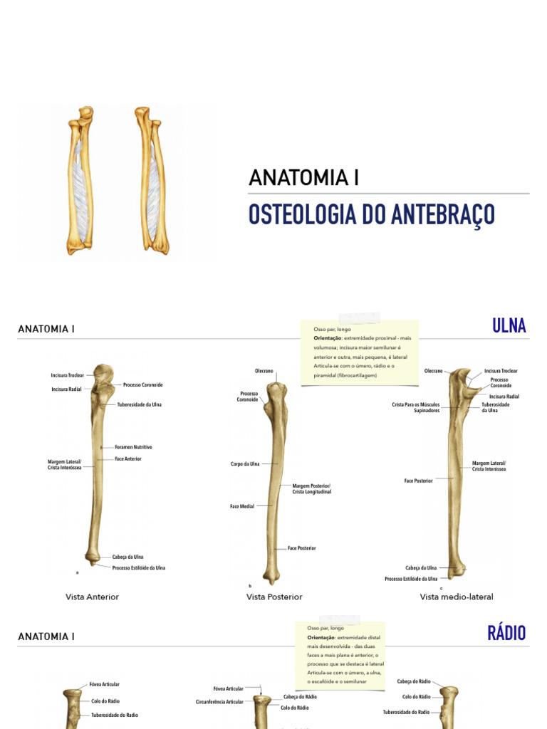 Anatomia Aula 1 - MS2 | PDF