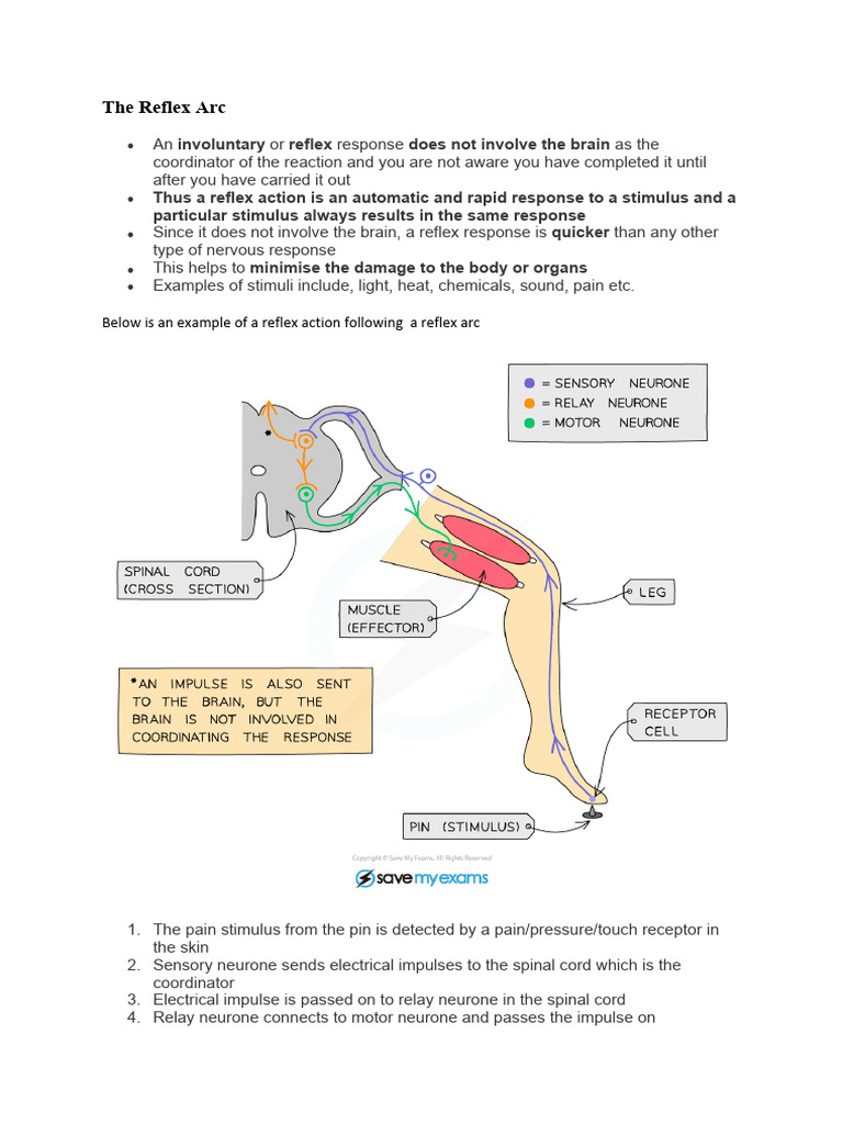 Lesson 2-Reflexes | PDF | Neuron | Synapse