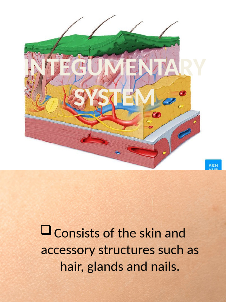Integumentary System | PDF