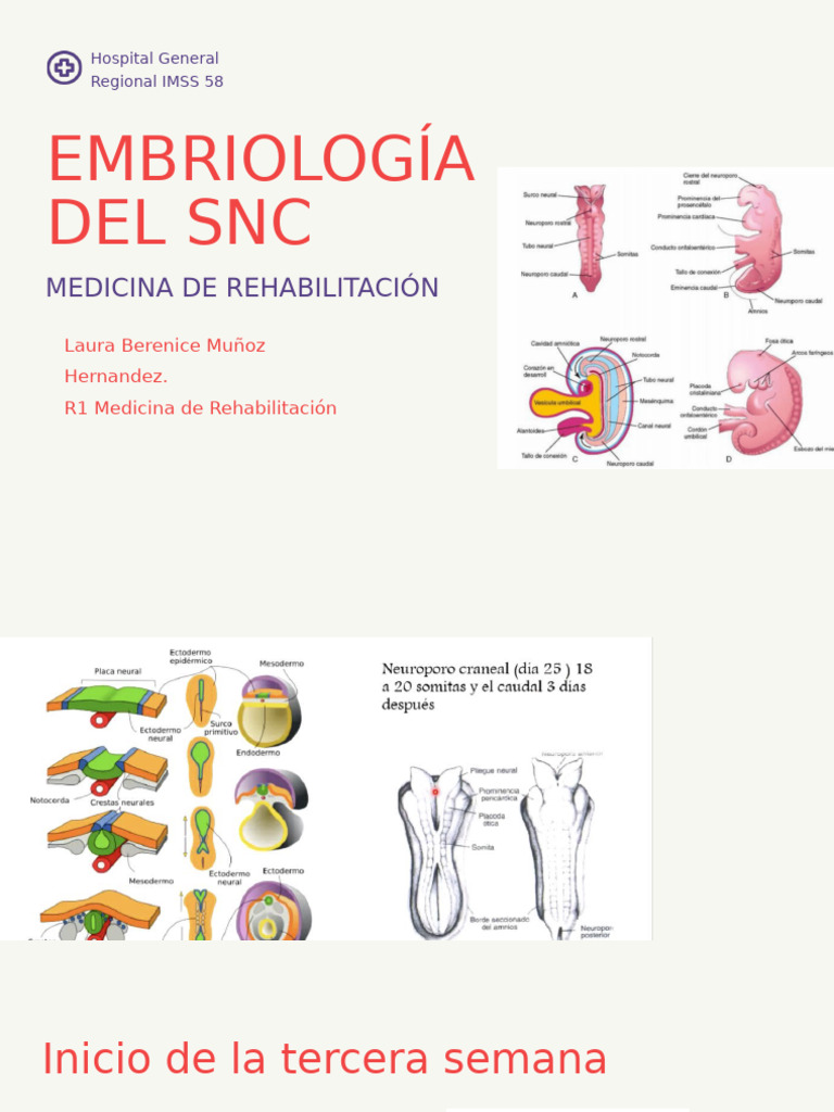 Desarrollo Embrionario SNC | PDF