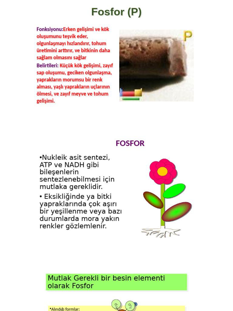 3.ders Fosfor | PDF
