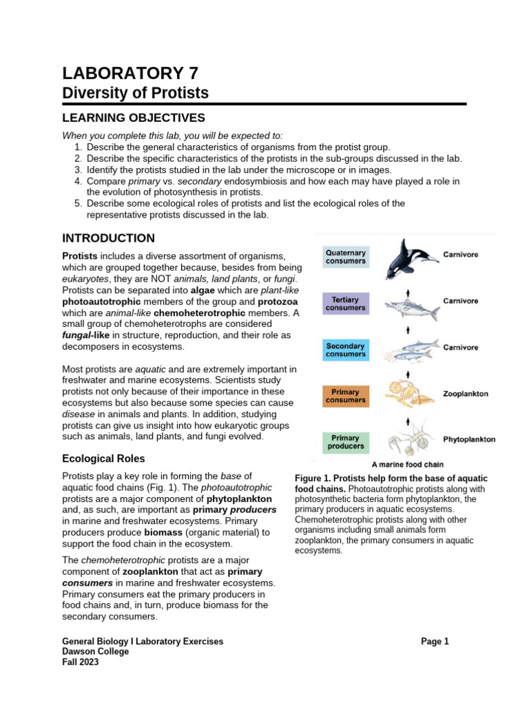 NYA F23-Lab 07-Diversity of Protists | PDF | Protozoa | Photosynthesis