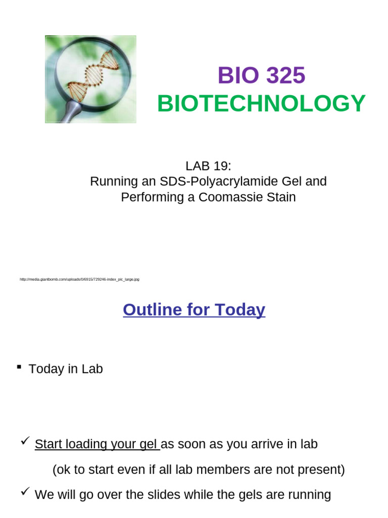 BIO325 Lab 19 Run Gel & Coomassie Stain STUDENT | PDF