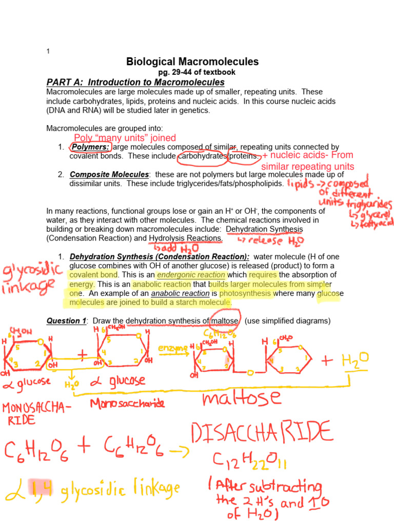 Biological Macromolecules | PDF