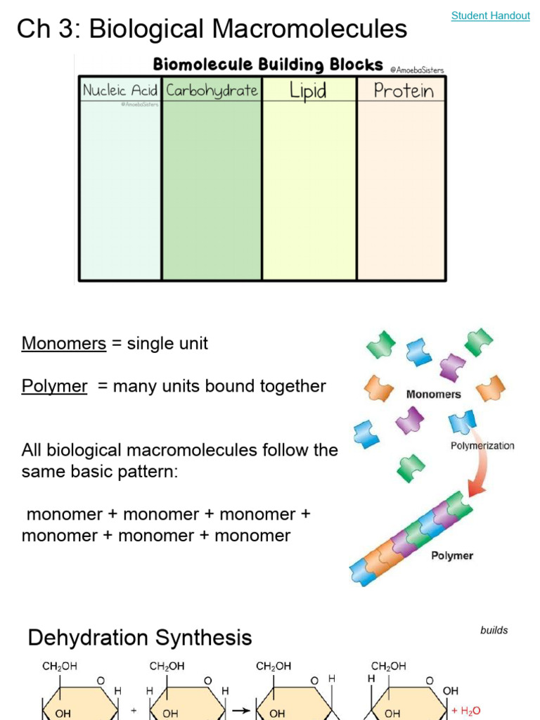 CH 03 Biological Macromolecules | PDF