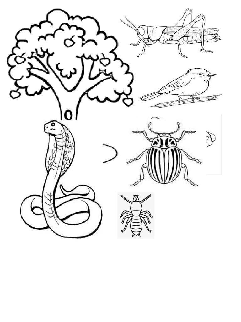 Food Web | PDF