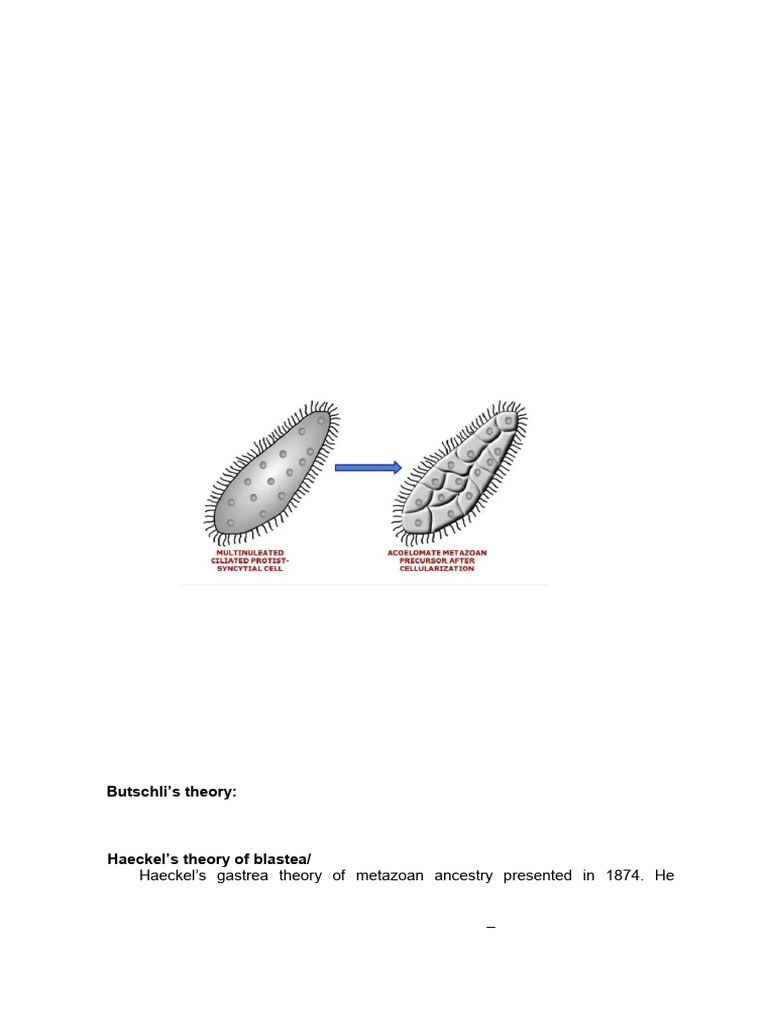 Evolutn of Sym | PDF