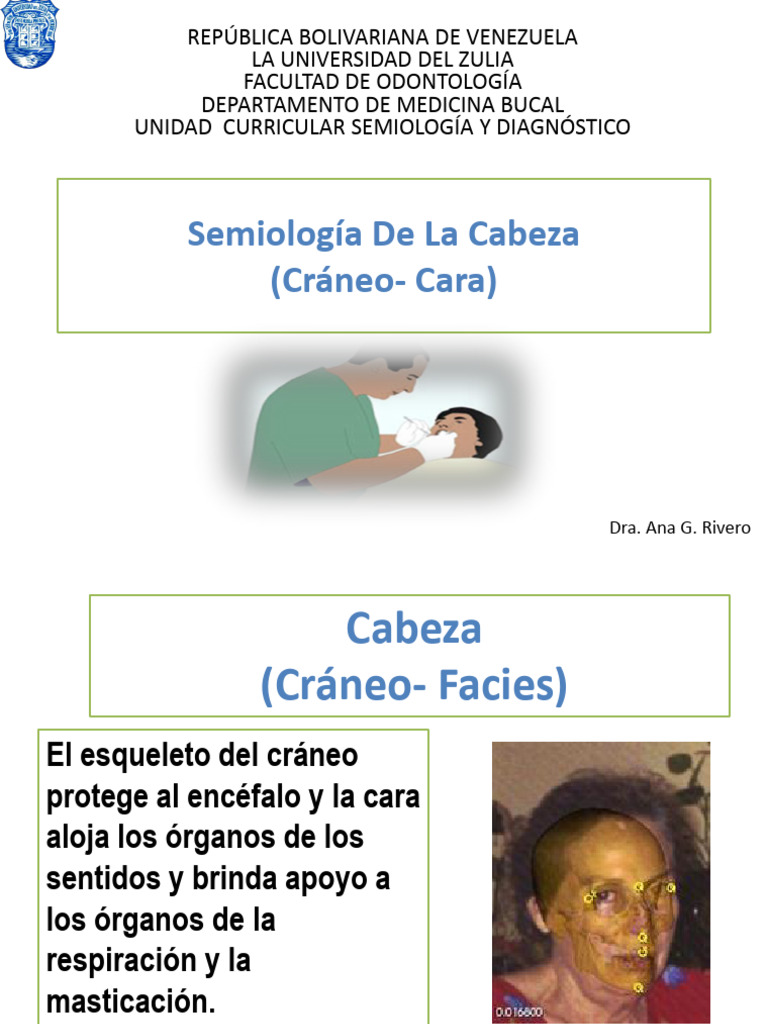 Anatomia Cabeza Y Cuello Pdf