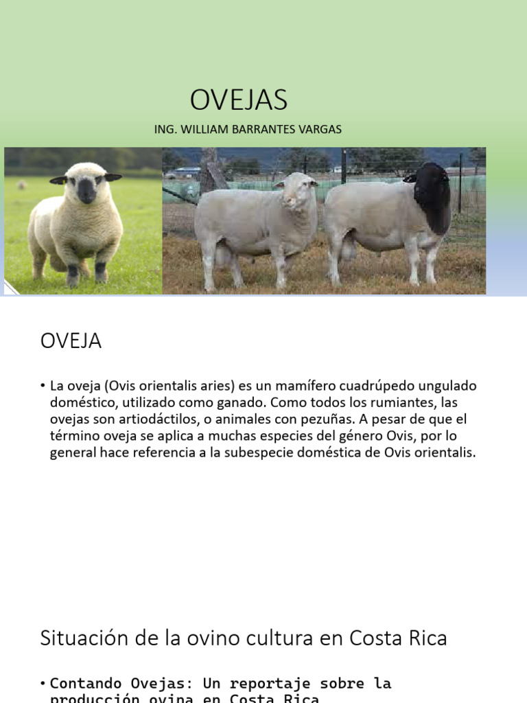 02 OVEJAS | PDF
