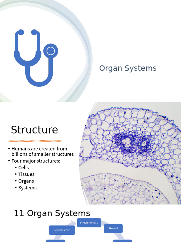 Coaching Anatomy Organ Systems | PDF