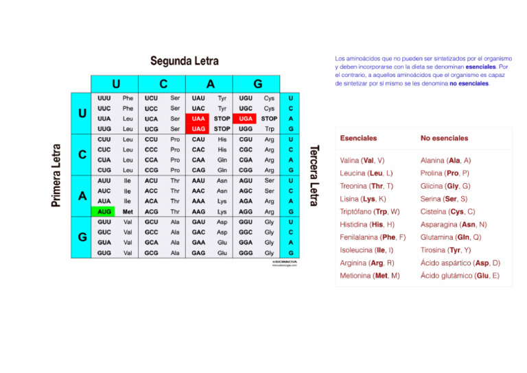 Tabla de Codones | PDF