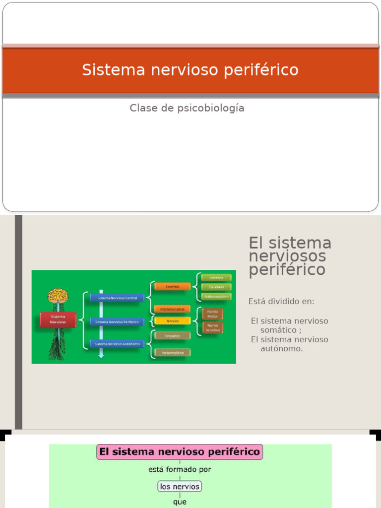 Sistema Nervioso Periférico | PDF