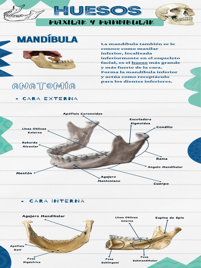 Alejandro GTZ Cal Y Mayor. Huesos Maxilar-Mandibular | PDF