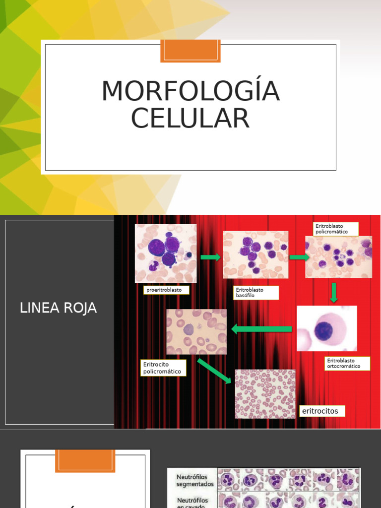 Morfología Celular | PDF